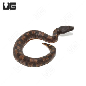 Viper Boa For Sale - Underground Reptiles
