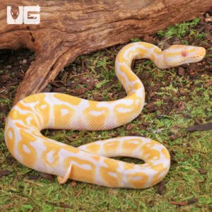 Ball Pythons For Sale - Underground Reptiles