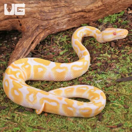 Ball Pythons For Sale - Underground Reptiles