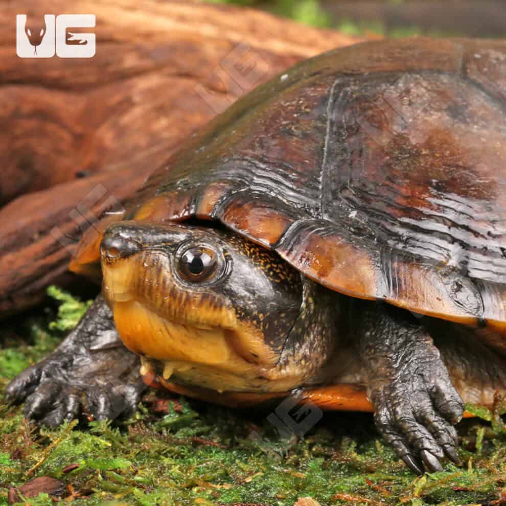 Scorpion Mud Turtle For Sale - Underground Reptiles
