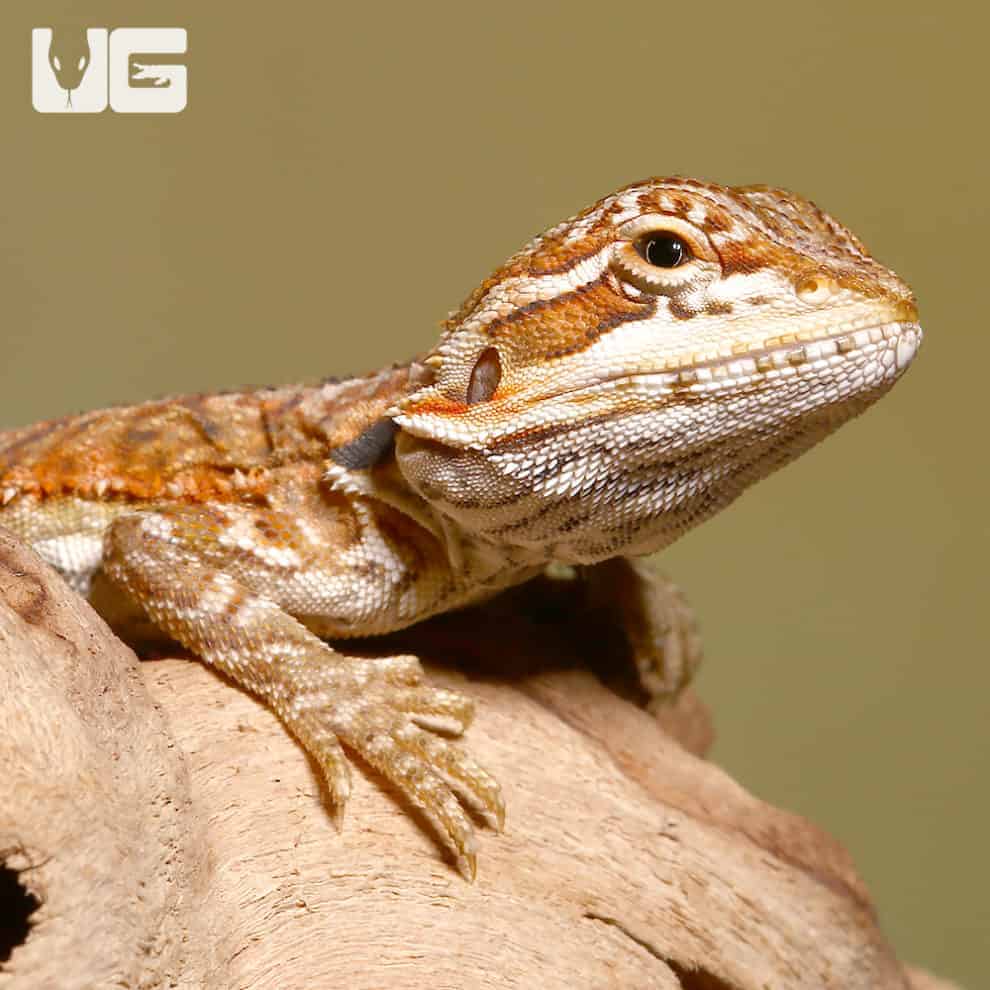 Baby Sienna Silky Bearded Dragon - Underground Reptiles