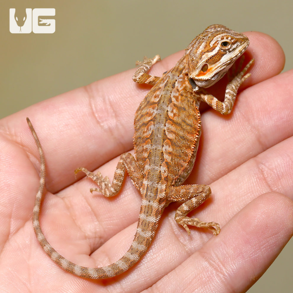Baby Sienna Silky Bearded Dragon - Underground Reptiles