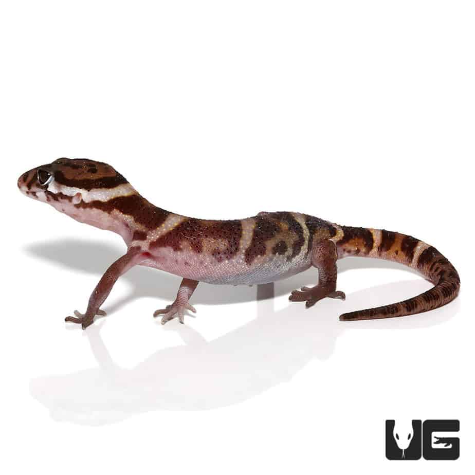 Central American Banded Geckos for sale - Underground Reptiles