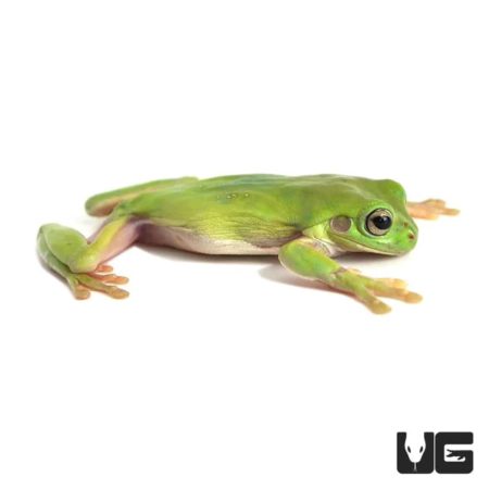 Dumpy Tree Frogs (Litoria caerulea) For Sale - Underground Reptiles