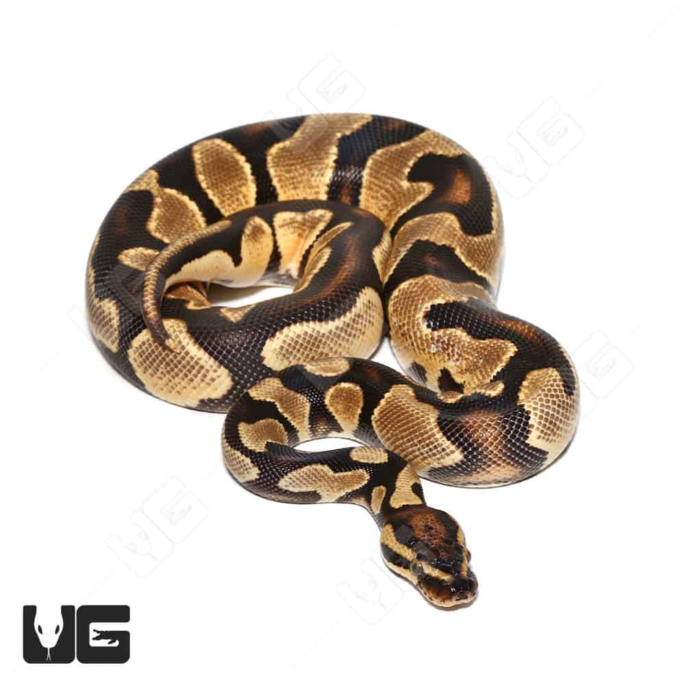 Male High Intensity Orange Dream Enchi Yellowbelly Ball Python (#062 ...