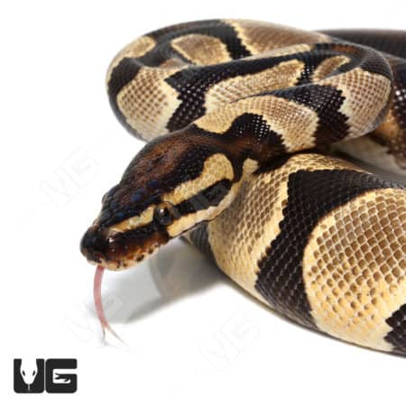 Male High Intensity Orange Dream Enchi Yellowbelly Ball Python (#062 ...