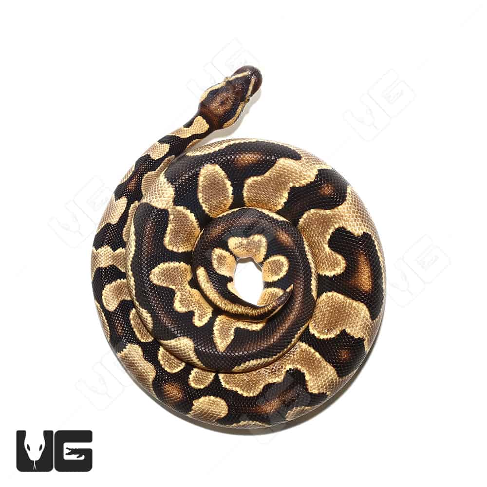 Male High Intensity Orange Dream Enchi Yellowbelly Ball Python (#062 ...