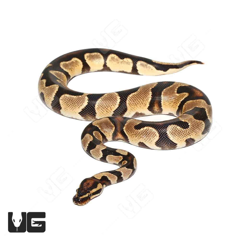 Male High Intensity Orange Dream Enchi Yellowbelly Ball Python (#062 ...