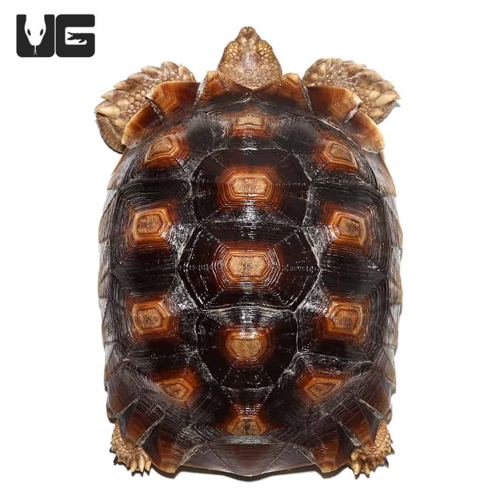 Yearling Sulcata Tortoises For Sale - Underground Reptiles