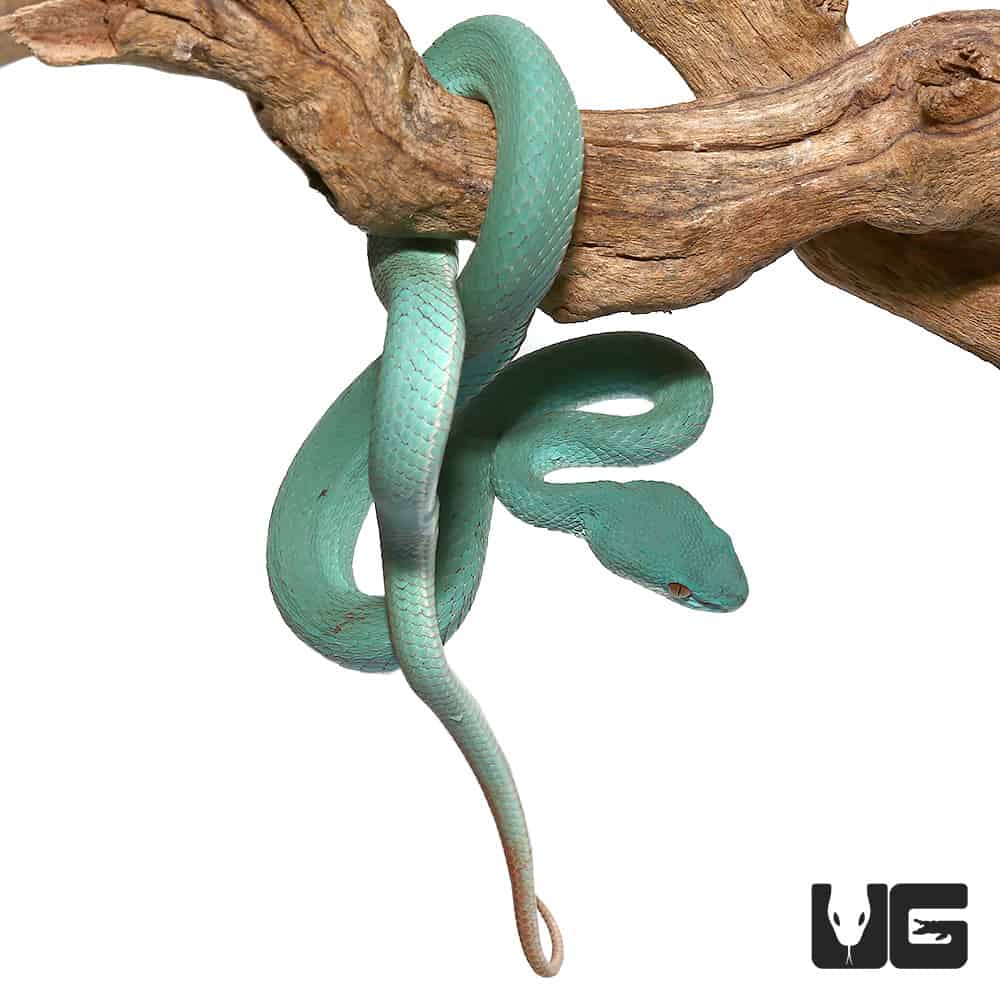 Male Blue Komodo Island ViperFor Sale - Underground Reptiles