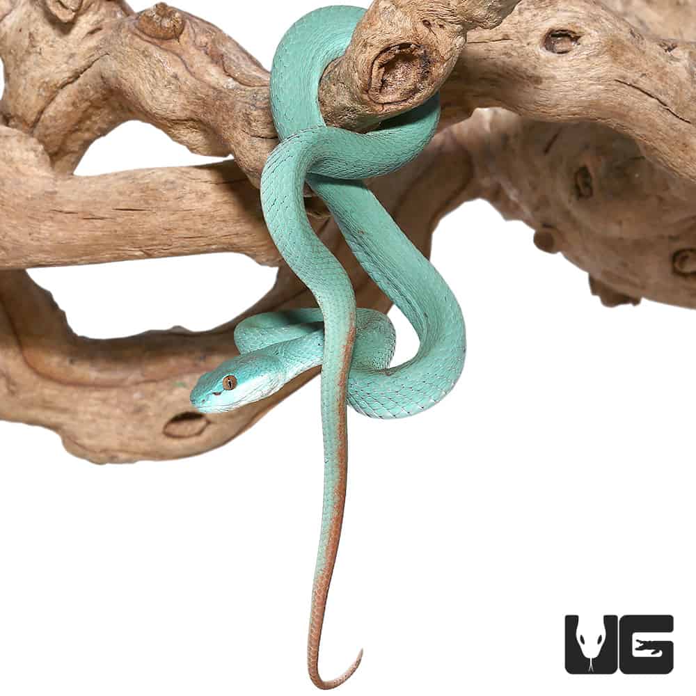 Male Blue Komodo Island ViperFor Sale - Underground Reptiles