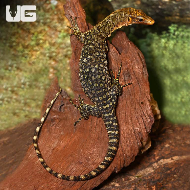 Monitors For Sale - Underground Reptiles