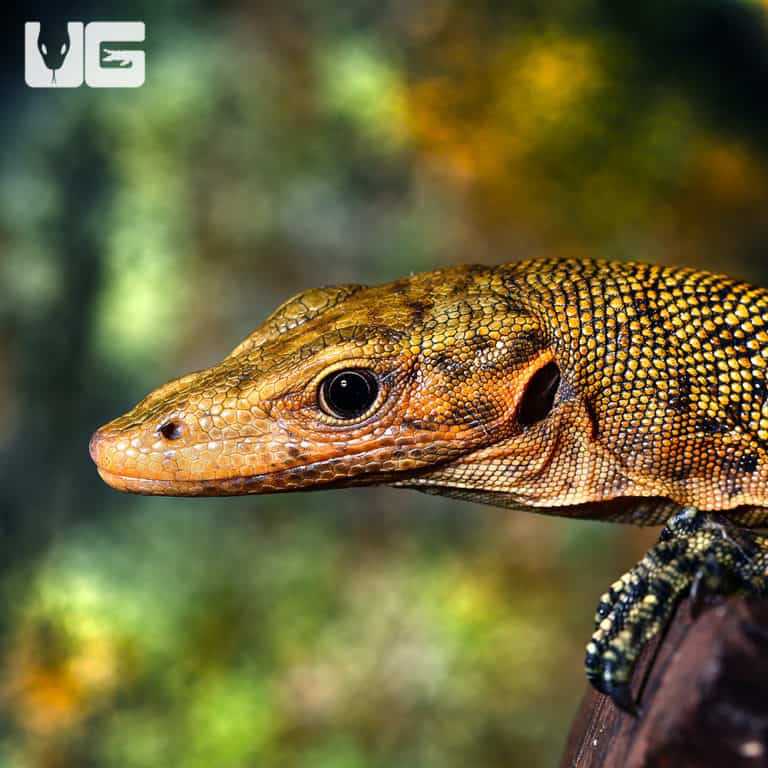 Baby Yellow Quince Monitors For Sale - Underground Reptiles