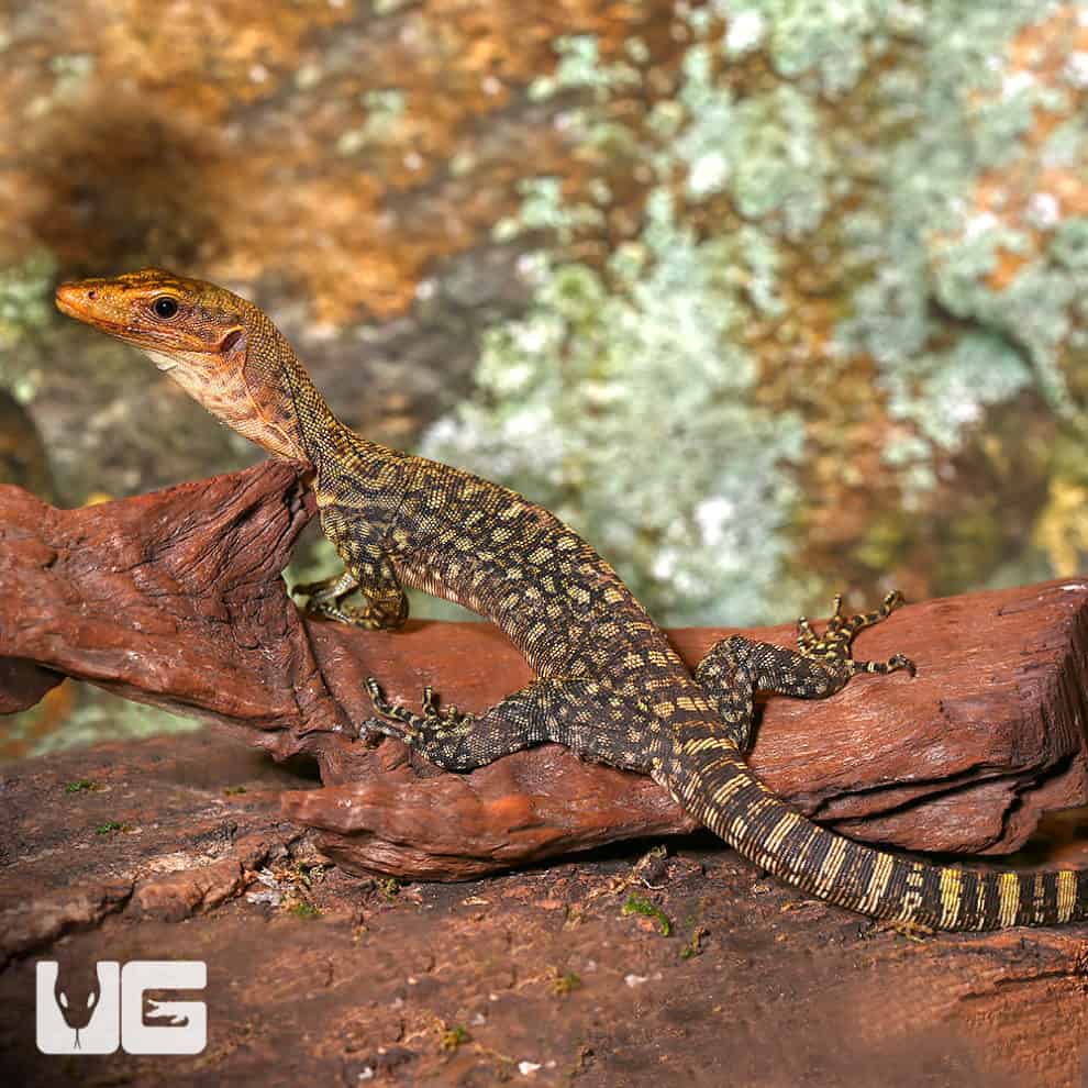 Baby Yellow Quince Monitors For Sale - Underground Reptiles
