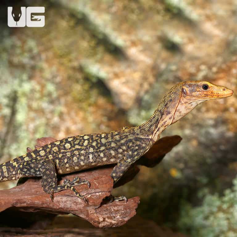 Baby Yellow Quince Monitors For Sale - Underground Reptiles