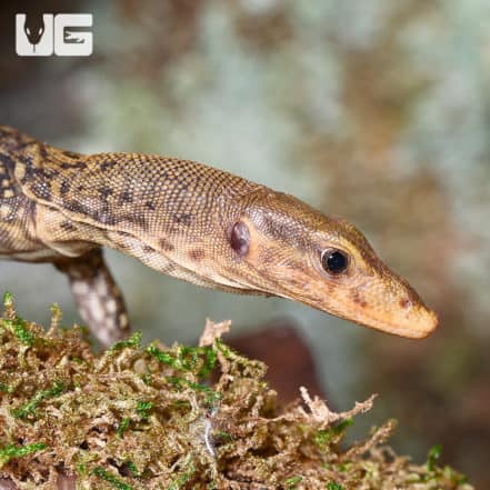 Monitors For Sale - Underground Reptiles