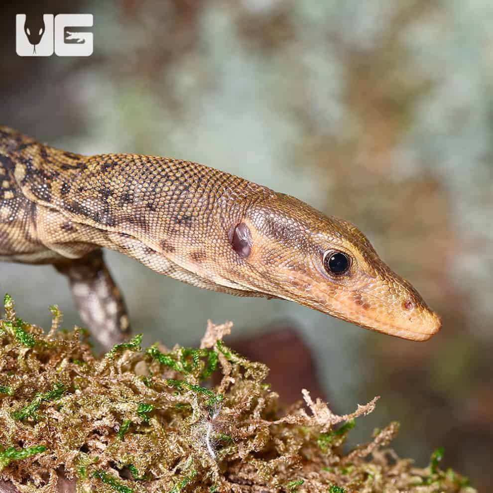 Baby Yellow Quince Monitors For Sale - Underground Reptiles