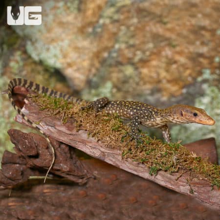 Baby Yellow Quince Monitors For Sale - Underground Reptiles