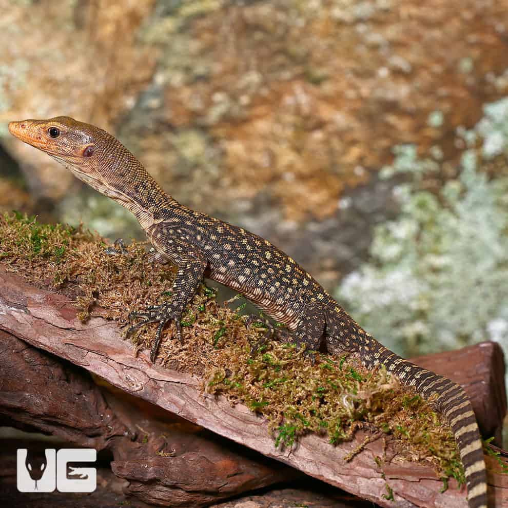 Baby Yellow Quince Monitors For Sale - Underground Reptiles