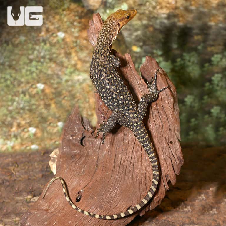 Monitors For Sale - Underground Reptiles