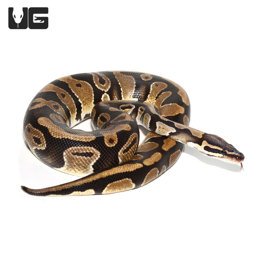 Female Het Clown Ball Python For Sale - Underground Reptiles