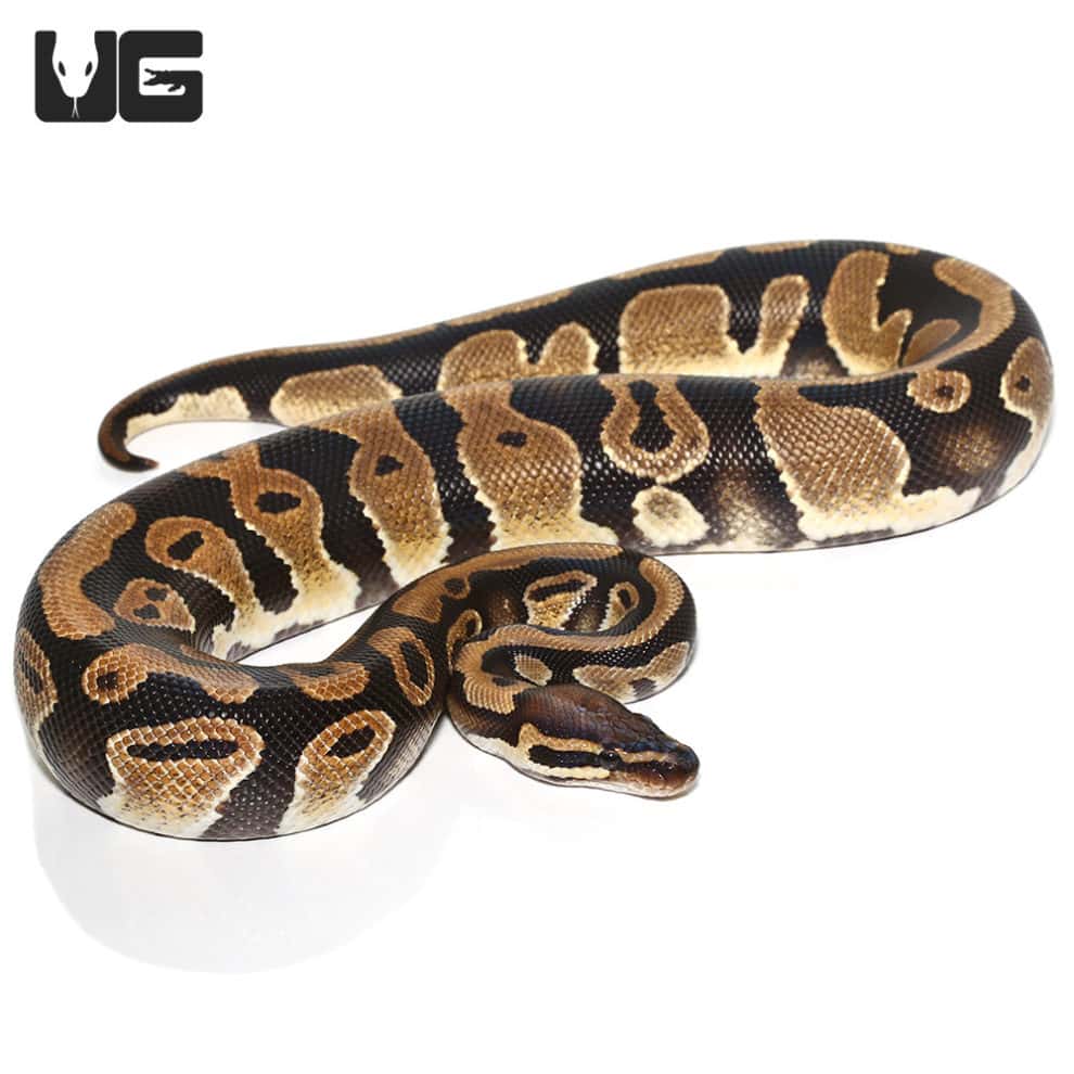 Ball Pythons For Sale - Underground Reptiles