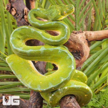 Snakes For Sale - Underground Reptiles