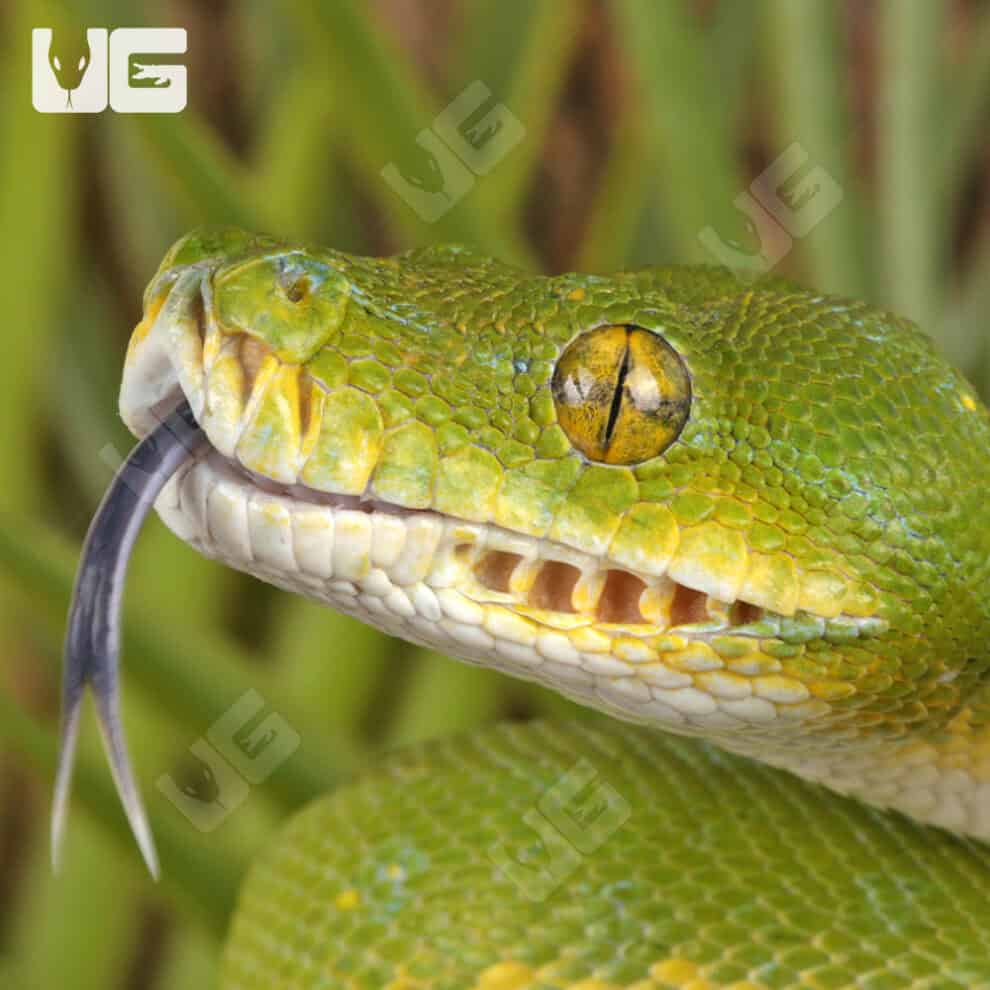 Snakes For Sale - Underground Reptiles