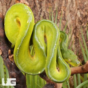 Jayapura Green Tree Python For Sale - Underground Reptiles