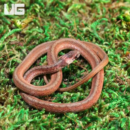 Dekay Snake For Sale - Underground reptiles