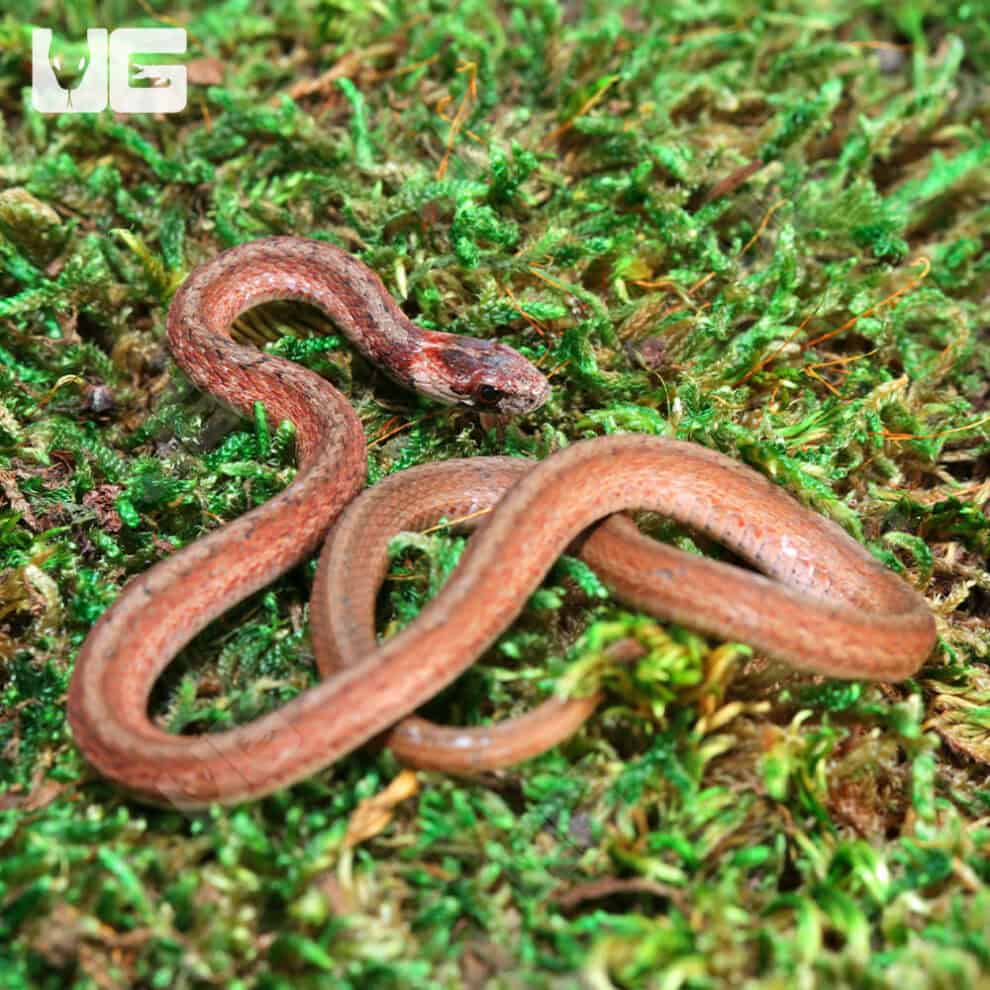 Dekay Snake For Sale - Underground reptiles
