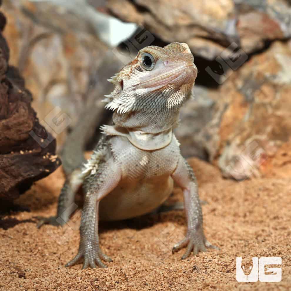 Juvenile Pied Genetic Stripe Translucent Bearded Dragon #1 ...