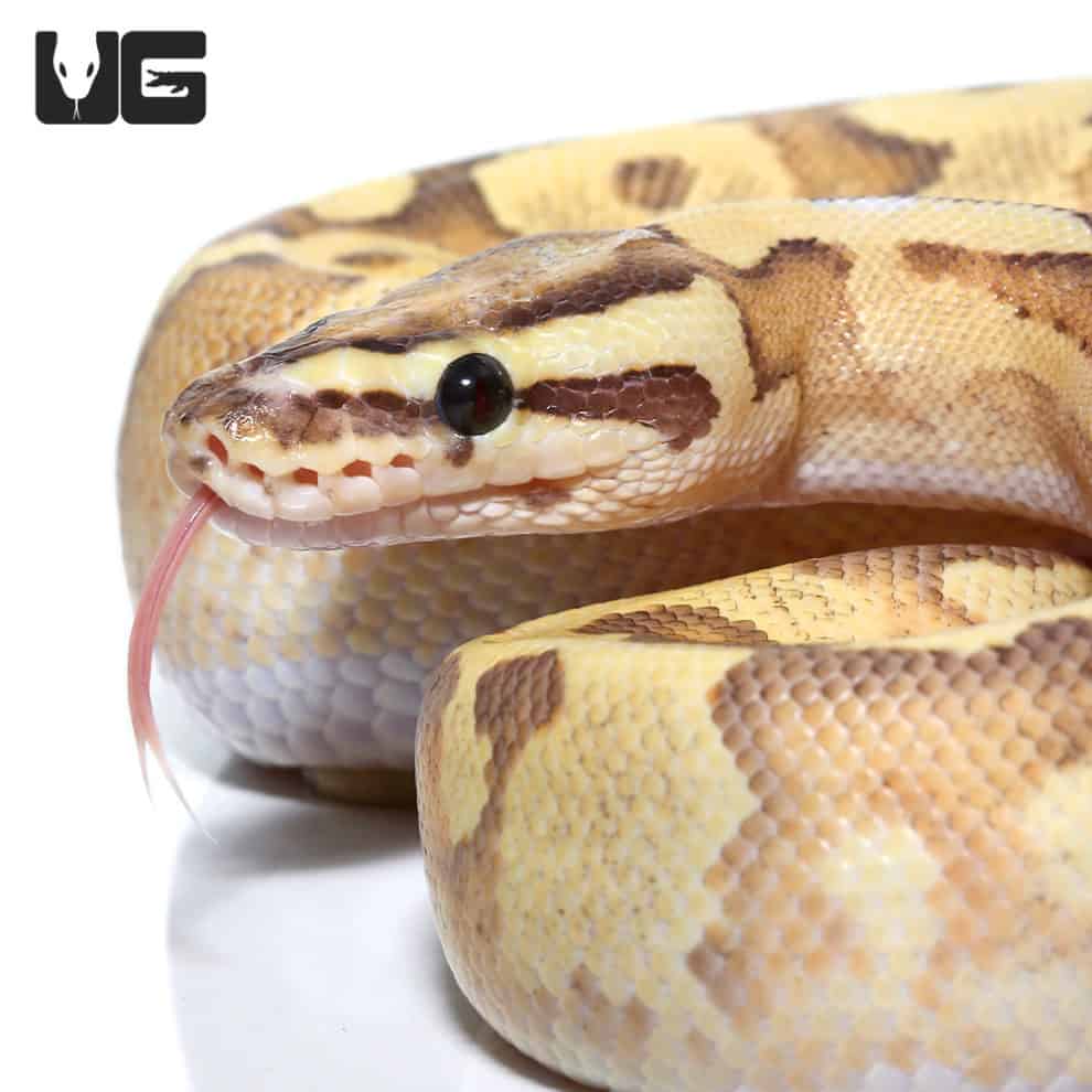 Ball Pythons For Sale - Underground Reptiles
