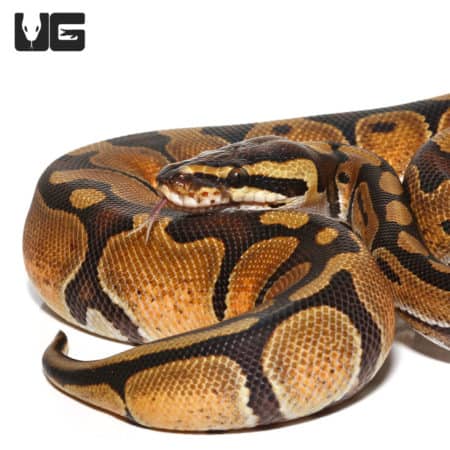 Baby Female Orange Dream Enchi Ball Python(Python regius) For Sale ...