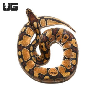 Baby Female Orange Dream Enchi Ball Python(Python regius) For Sale ...