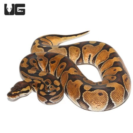 Baby Female Orange Dream Enchi Ball Python(Python regius) For Sale ...