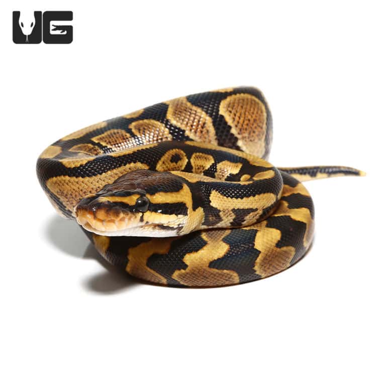Ball Pythons For Sale - Underground Reptiles