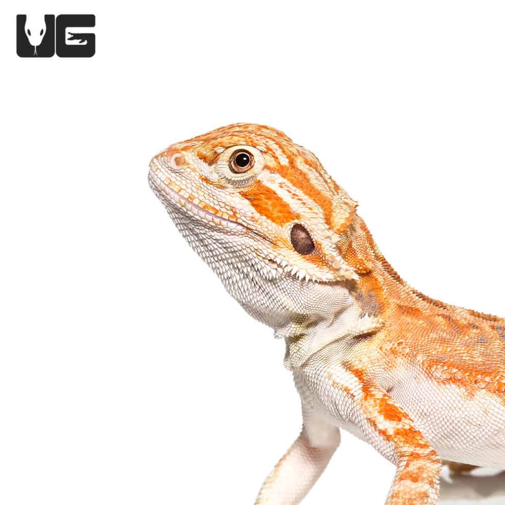 Cinnamon Toast Bearded Dragon - Underground Reptiles