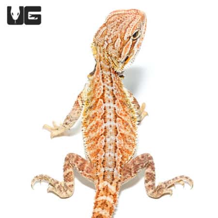 Bearded Dragons For Sale - Underground Reptiles