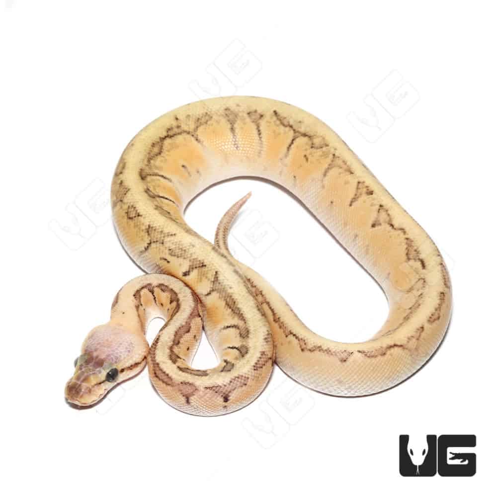 Ball Pythons For Sale - Underground Reptiles