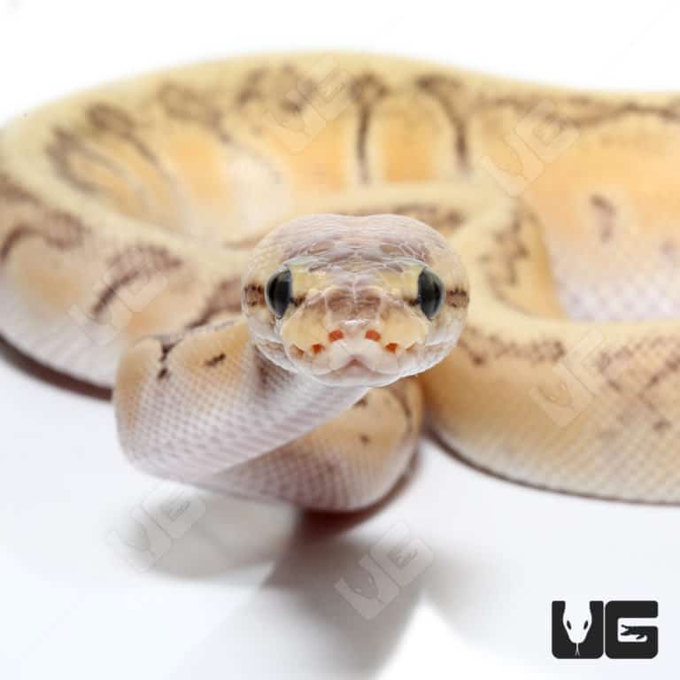 Ball Pythons For Sale - Underground Reptiles