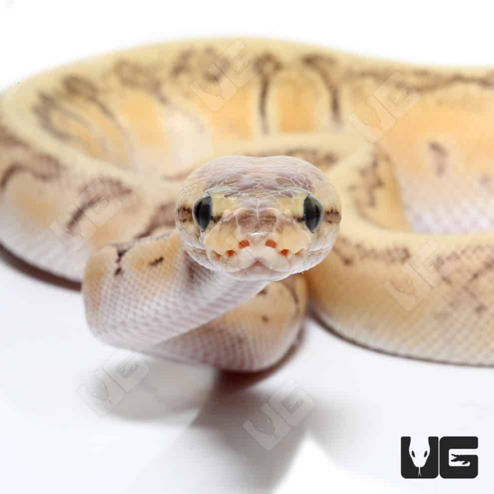 Ball Pythons For Sale - Underground Reptiles