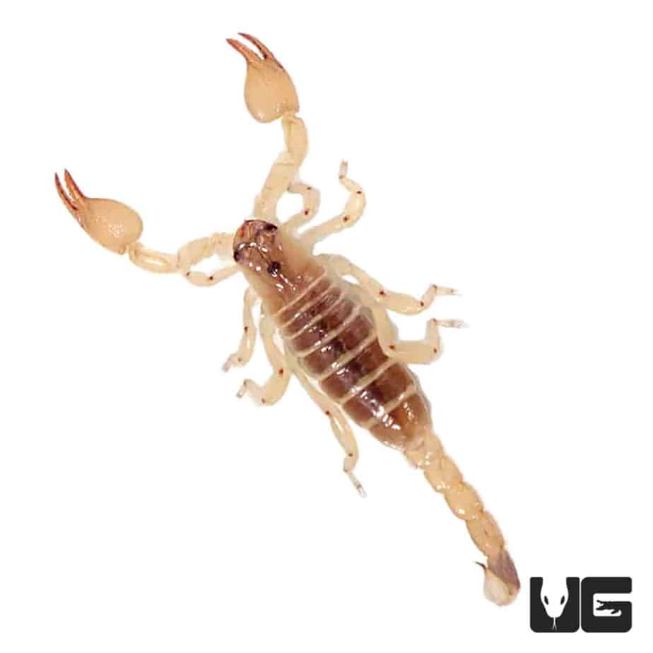 Israeli Gold Scorpion (Scorpio maurus) For Sale - Underground Reptiles