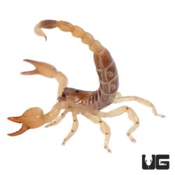 Israeli Gold Scorpion (Scorpio maurus) For Sale - Underground Reptiles