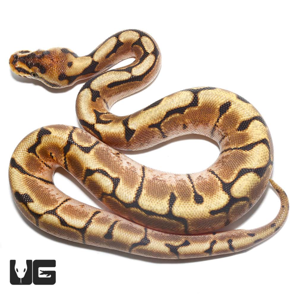 Ball Pythons For Sale - Underground Reptiles