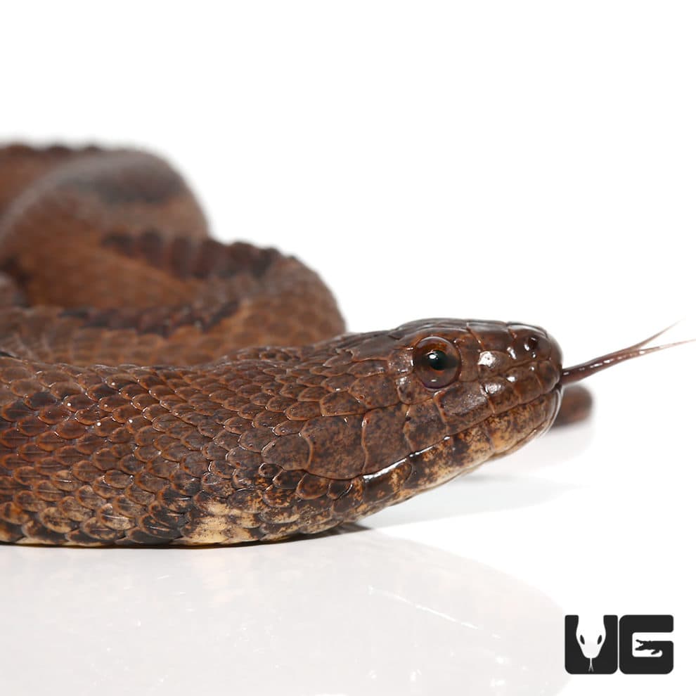 Brown Water Snakes (Nerodia taxispilota) For Sale - Underground Reptiles