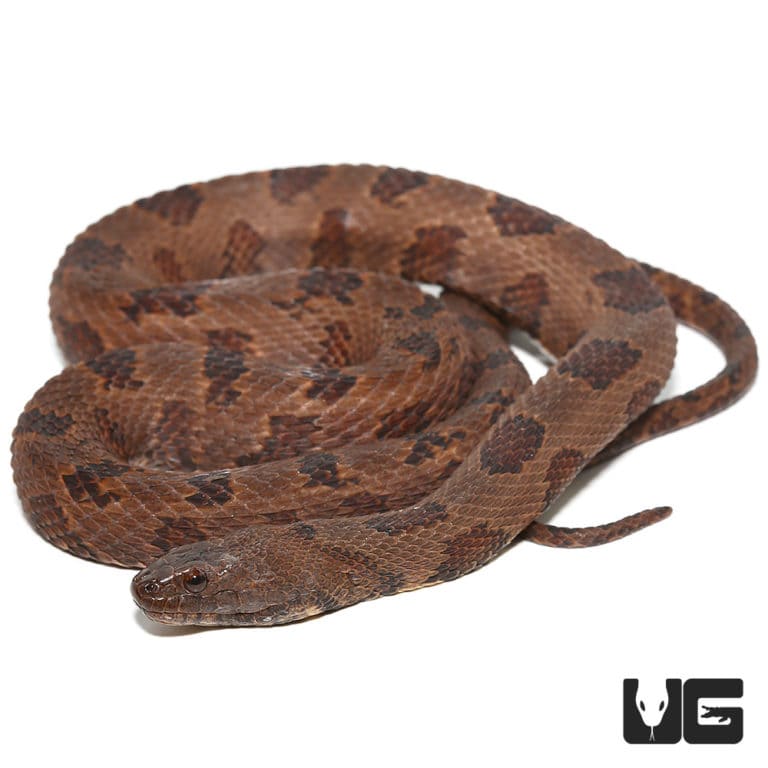 Brown Water Snakes (Nerodia taxispilota) For Sale - Underground Reptiles