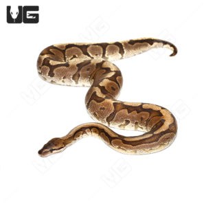 Ball Pythons For Sale - Underground Reptiles