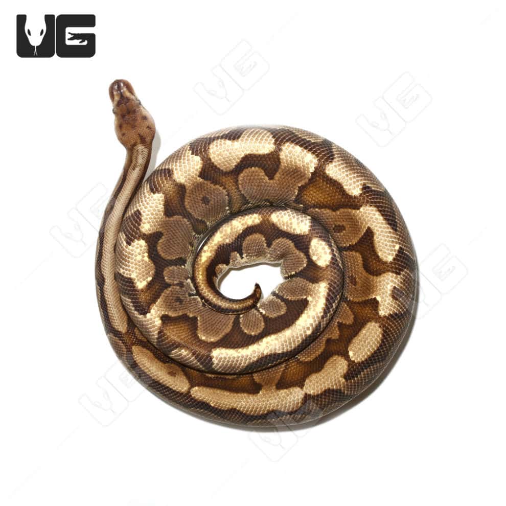 Ball Pythons For Sale - Underground Reptiles