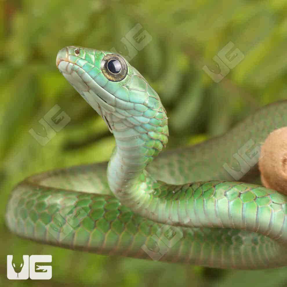 Smooth Machete Snakes For Sale - Underground Reptiles